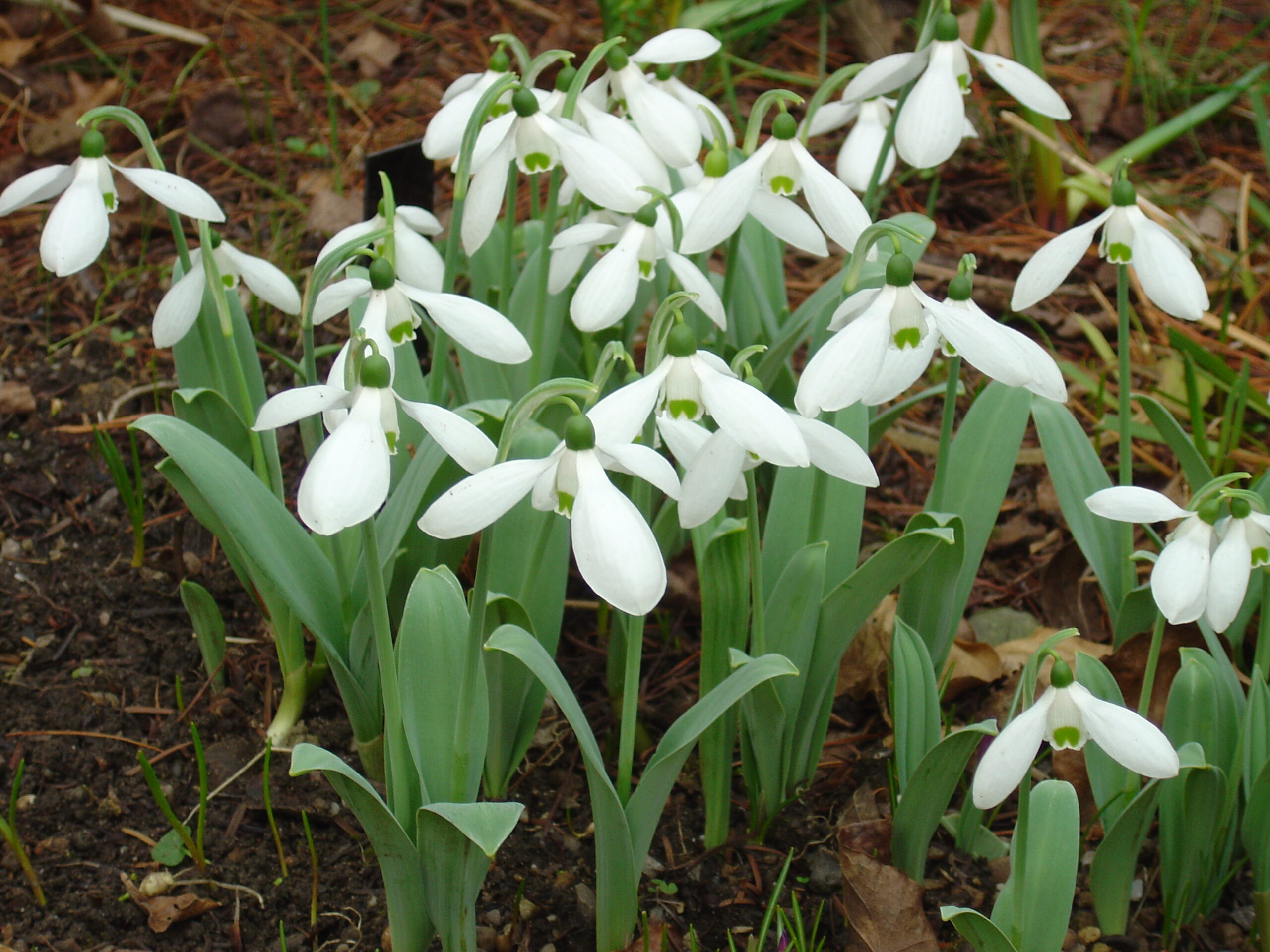 Things to do in your February garden - Martin Fish - simply gardening