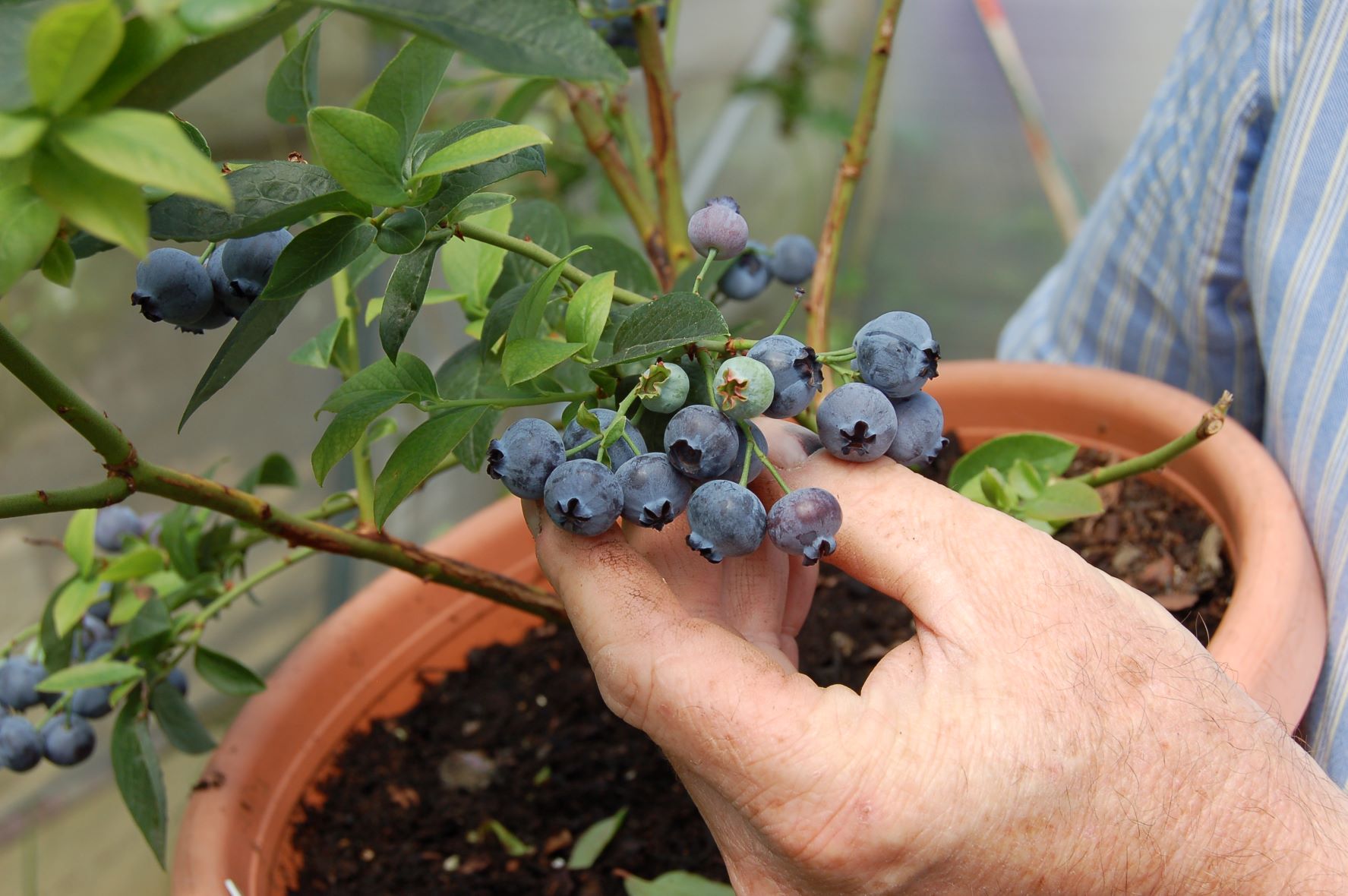 Super blueberries in July's kitchen - Martin Fish - simply gardening