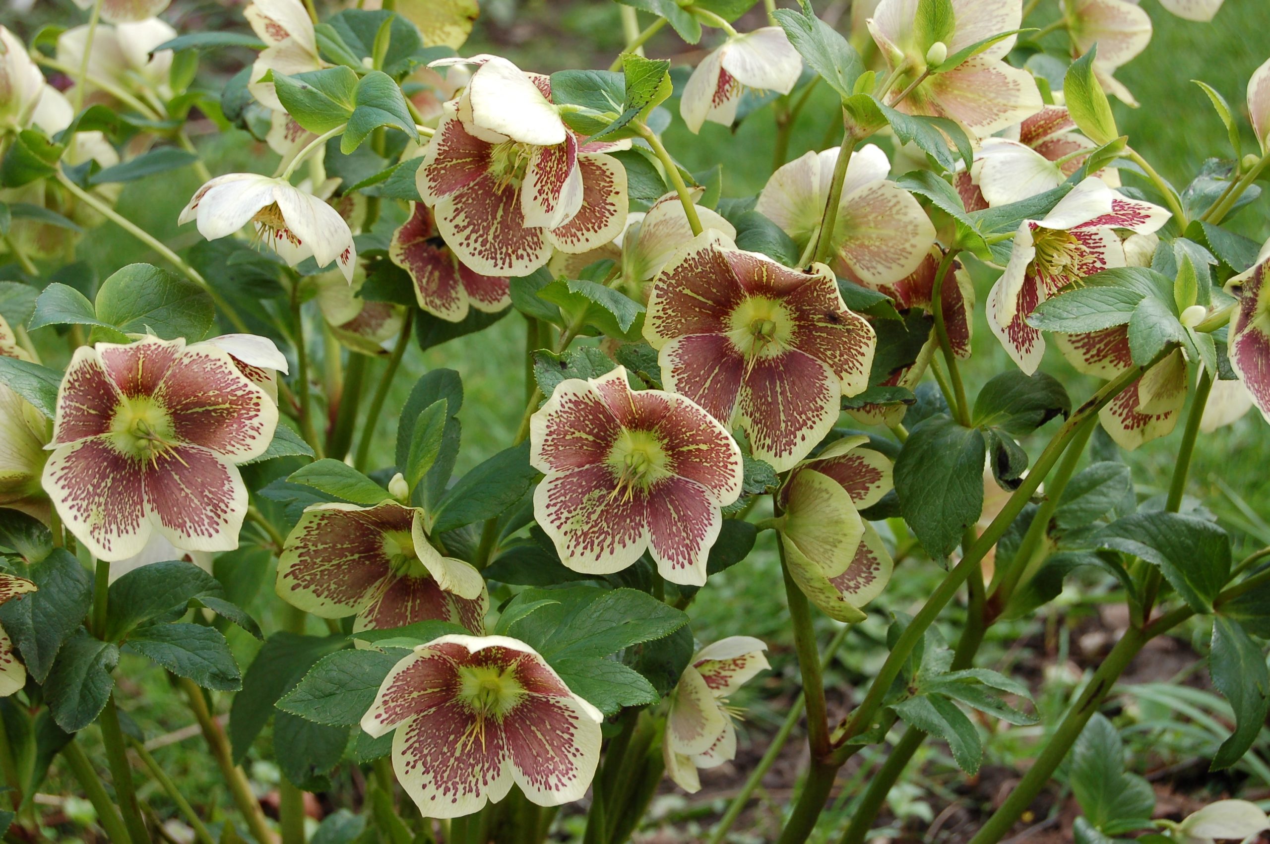 Jobs for January's garden - Martin Fish - simply gardening